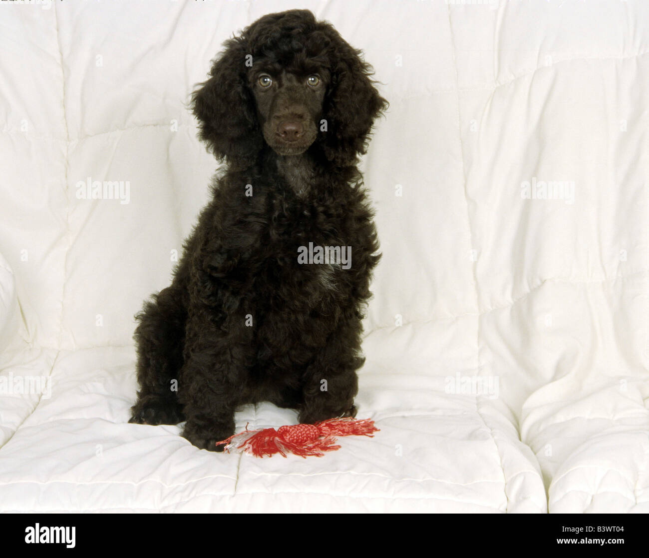 Standard poodle hunting hi-res stock photography and images - Alamy