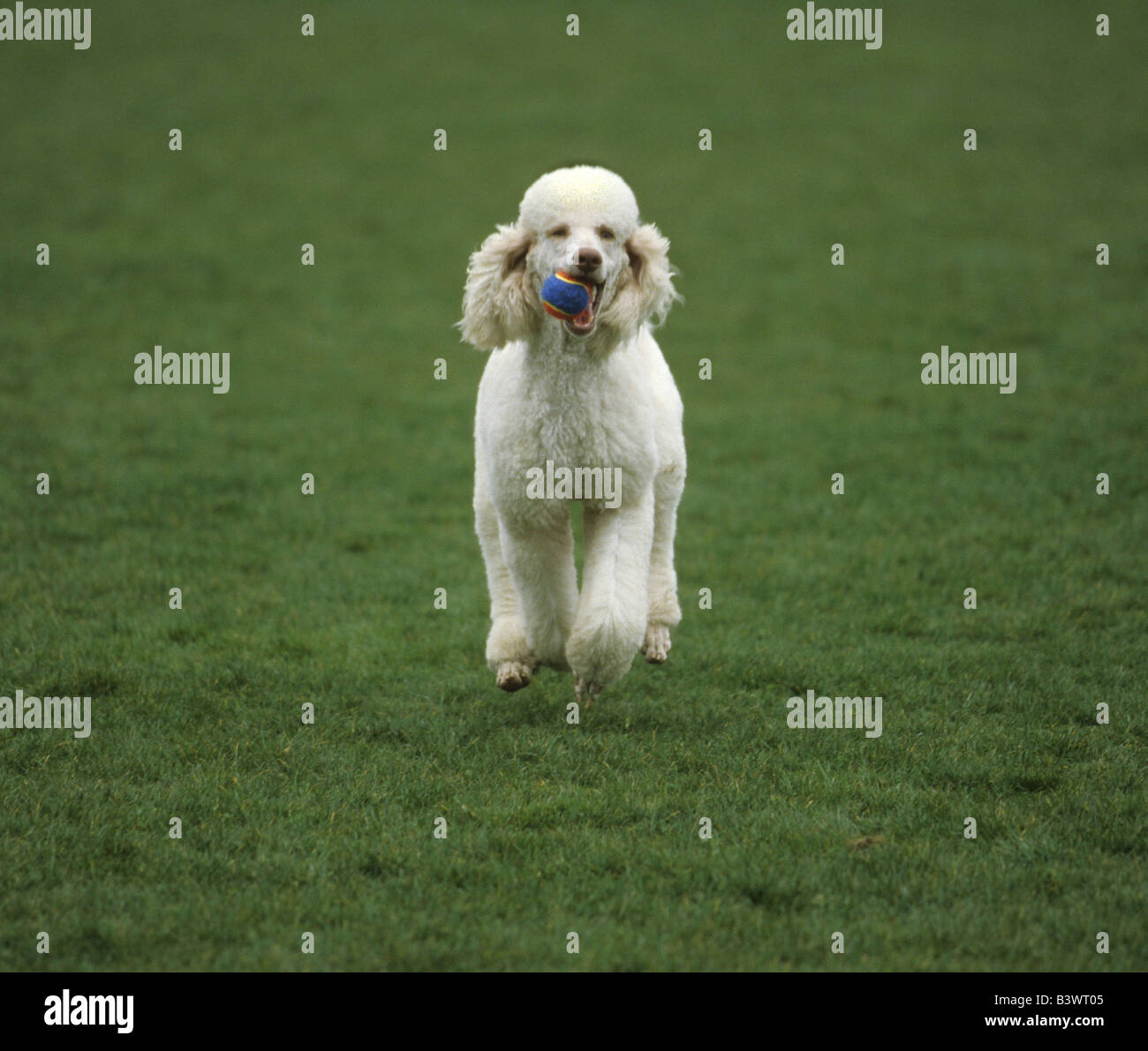 Standard poodle running in a field with a ball in its mouth Stock Photo ...
