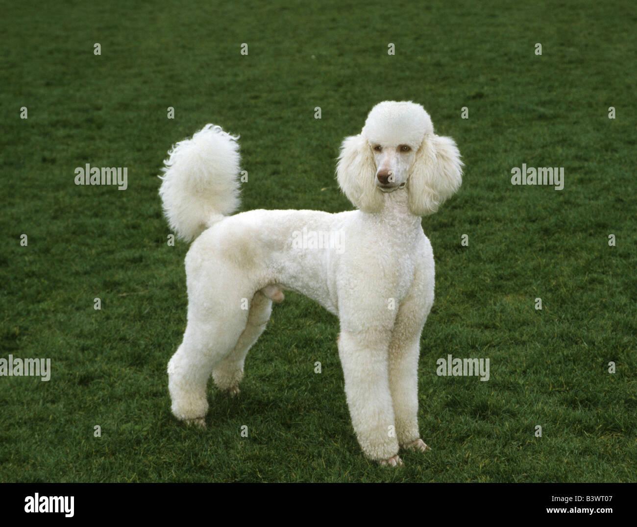 Standard poodle standing in a park Stock Photo - Alamy