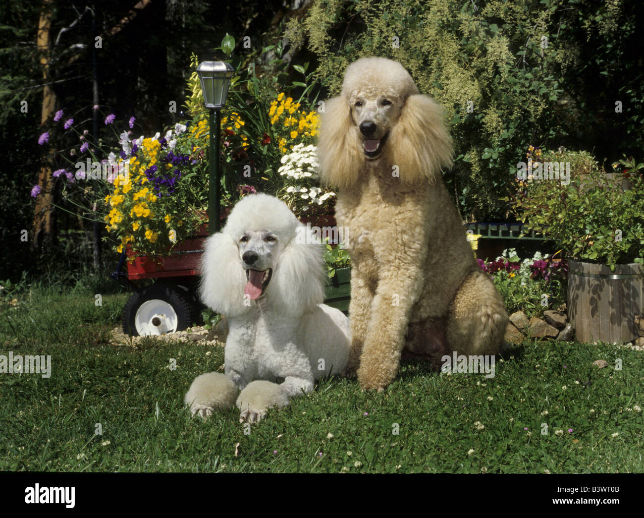 Two Standard poodles sitting together in a garden Stock Photo - Alamy
