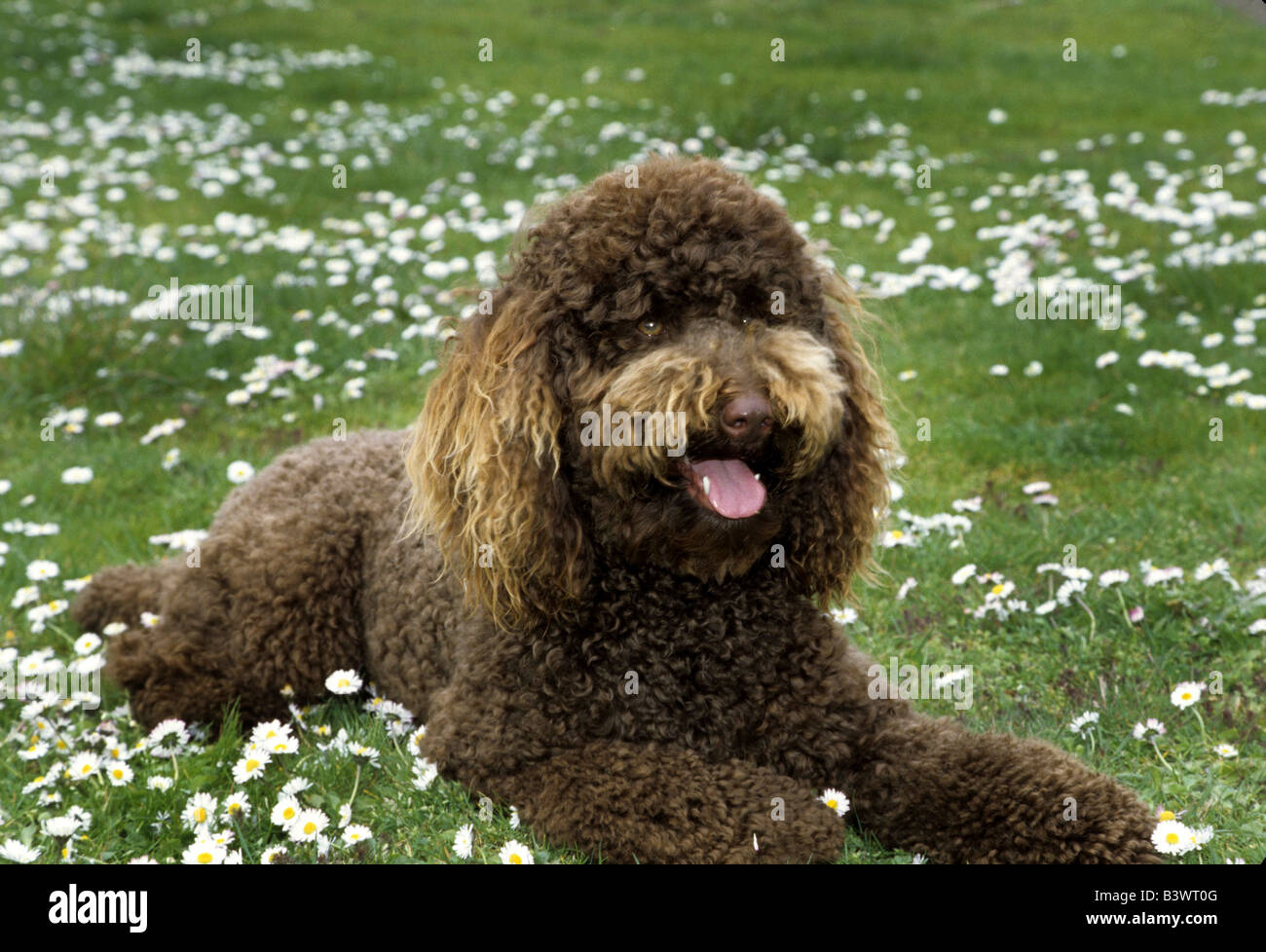 Standard poodle hunting hi-res stock photography and images - Alamy