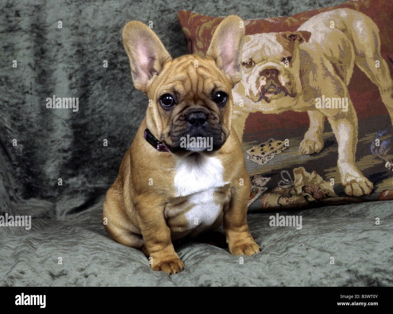 French Bulldog sitting on a couch Stock Photo - Alamy