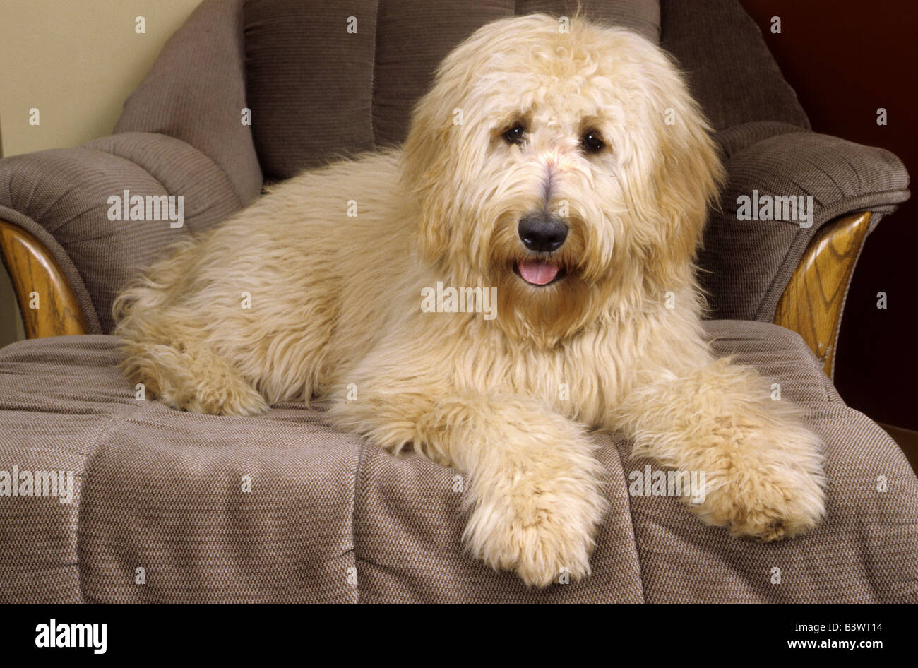 Goldendoodle sitting on a table Stock Photo - Alamy
