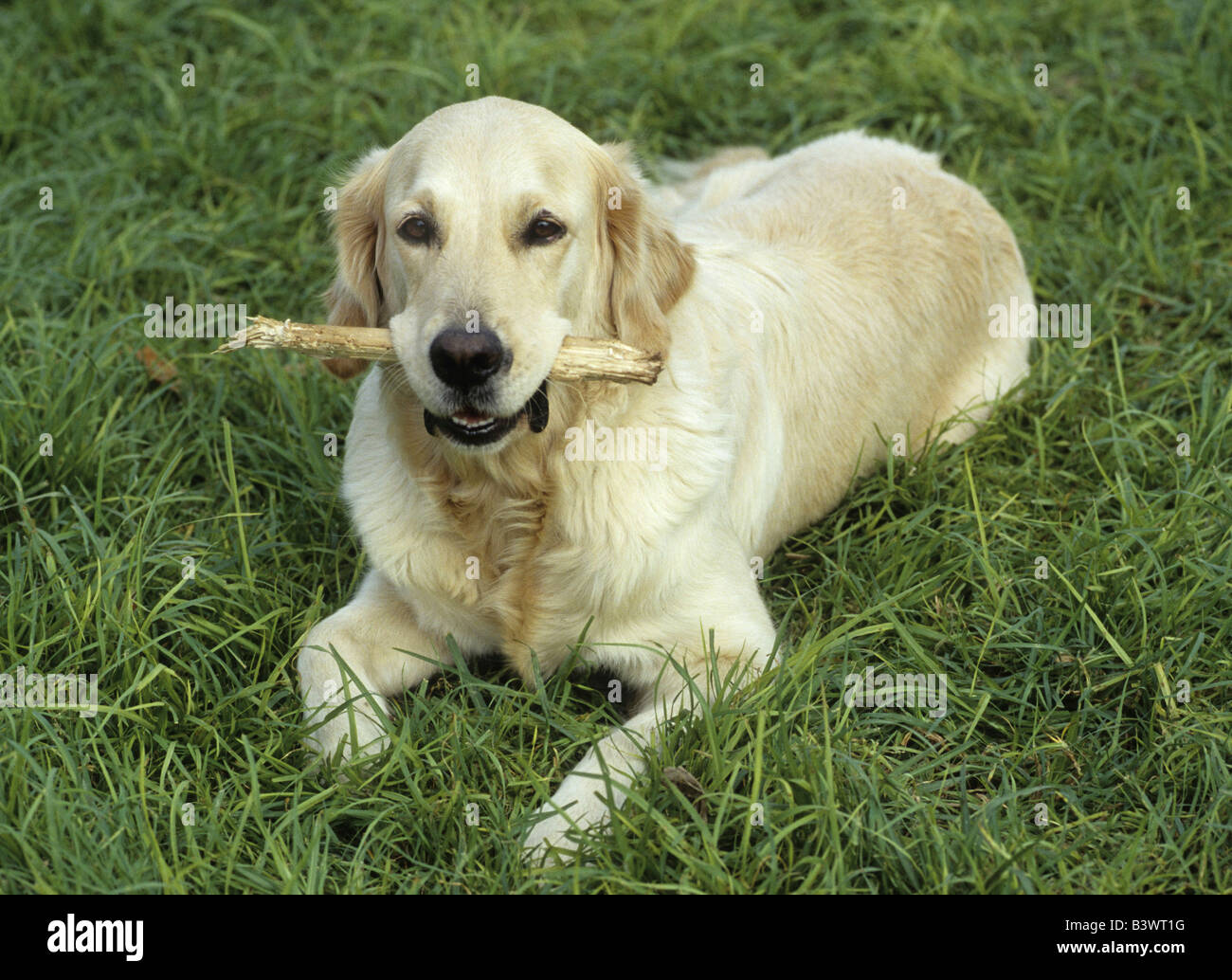 Golden retriever holding stick in hi-res stock photography and images ...
