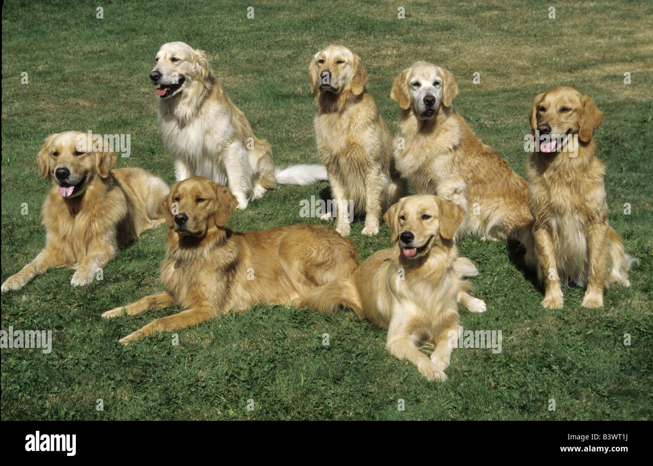 Group of Golden Retrievers sitting in a field Stock Photo - Alamy