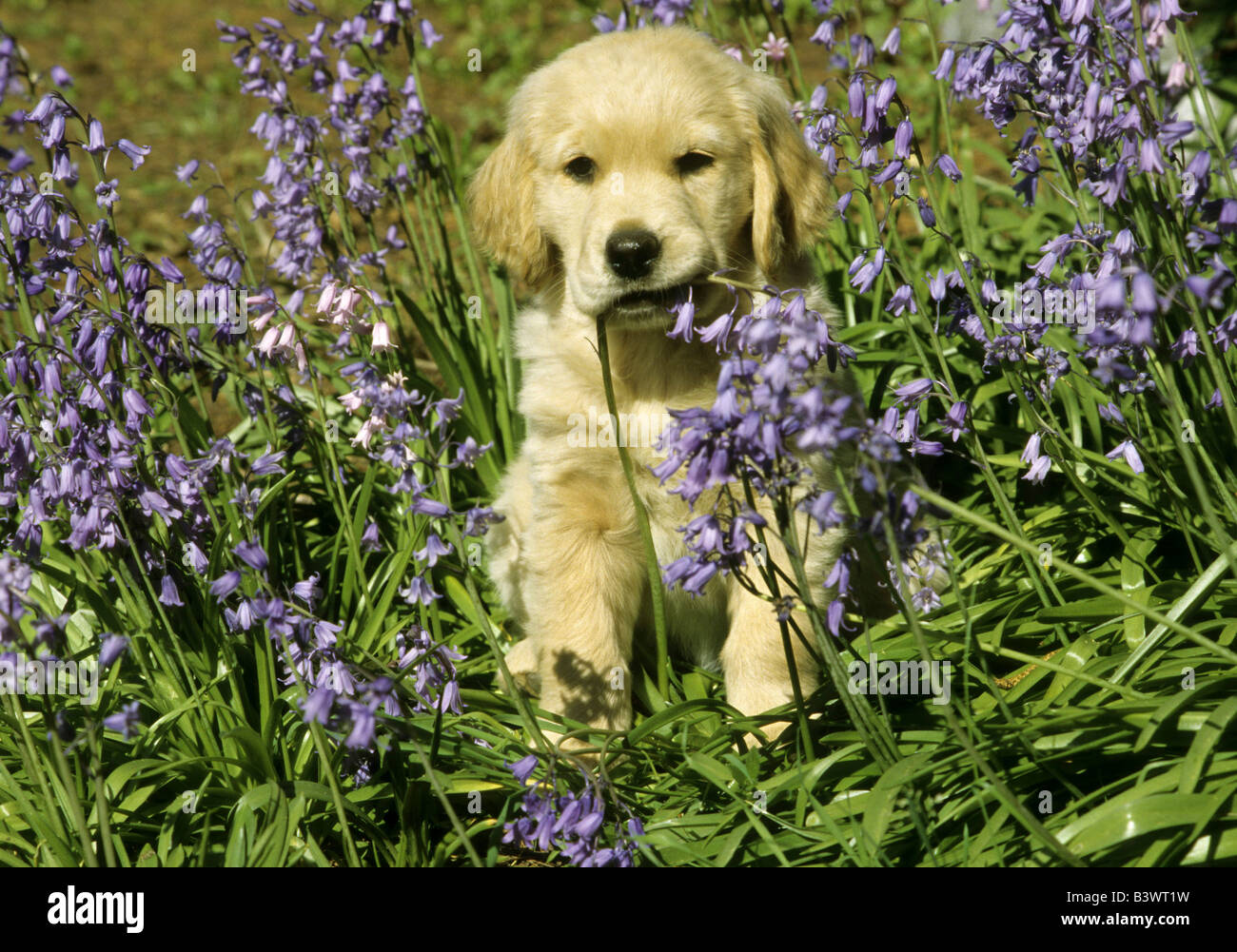 Golden Retriever puppy chewing flowers Stock Photo - Alamy