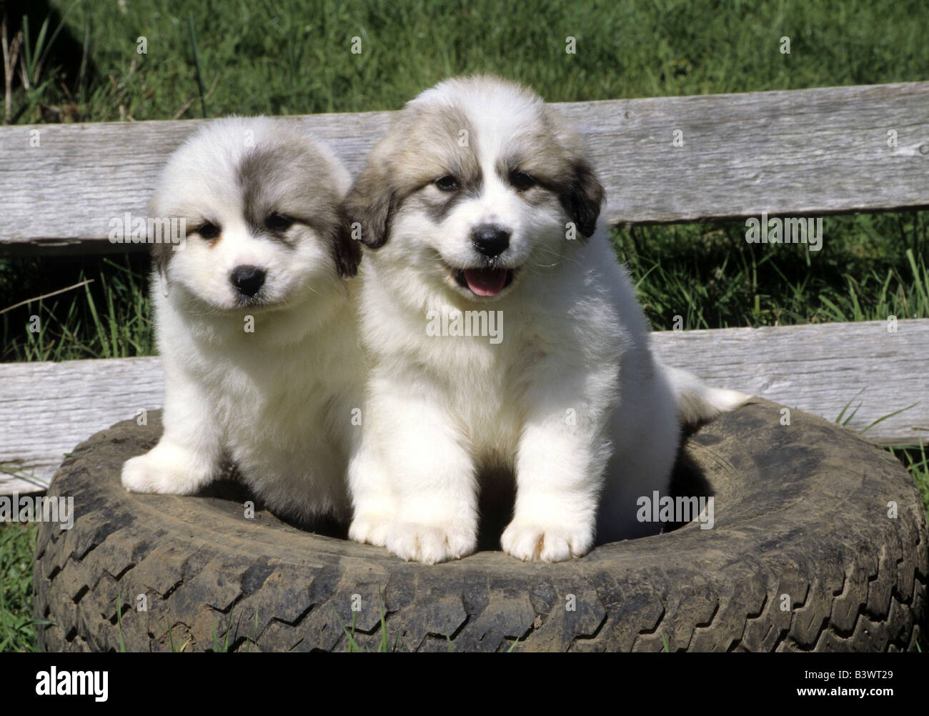 Two Great Pyrenees puppies sitting on a tire Stock Photo - Alamy