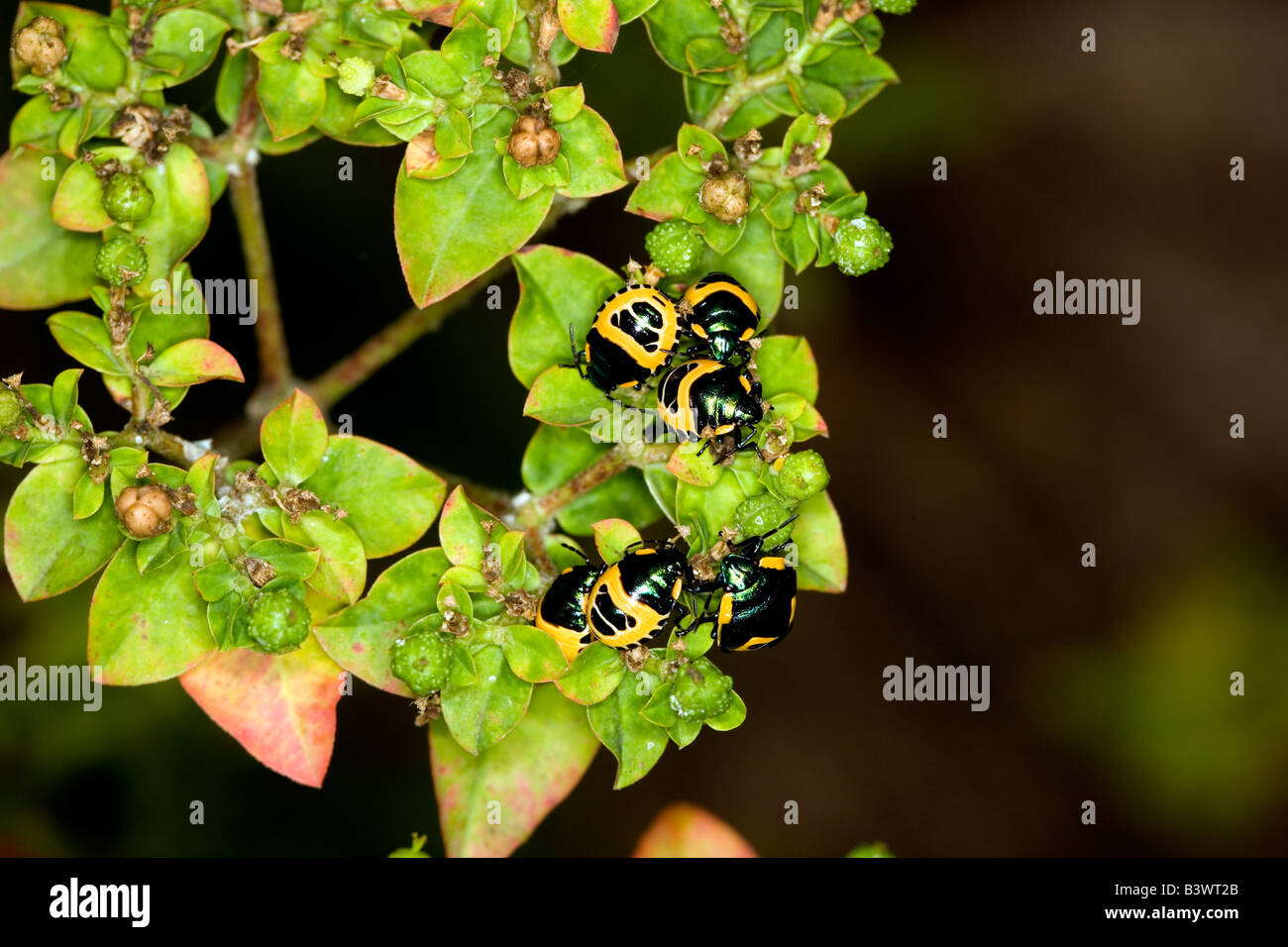 Australian beetles hi-res stock photography and images - Alamy
