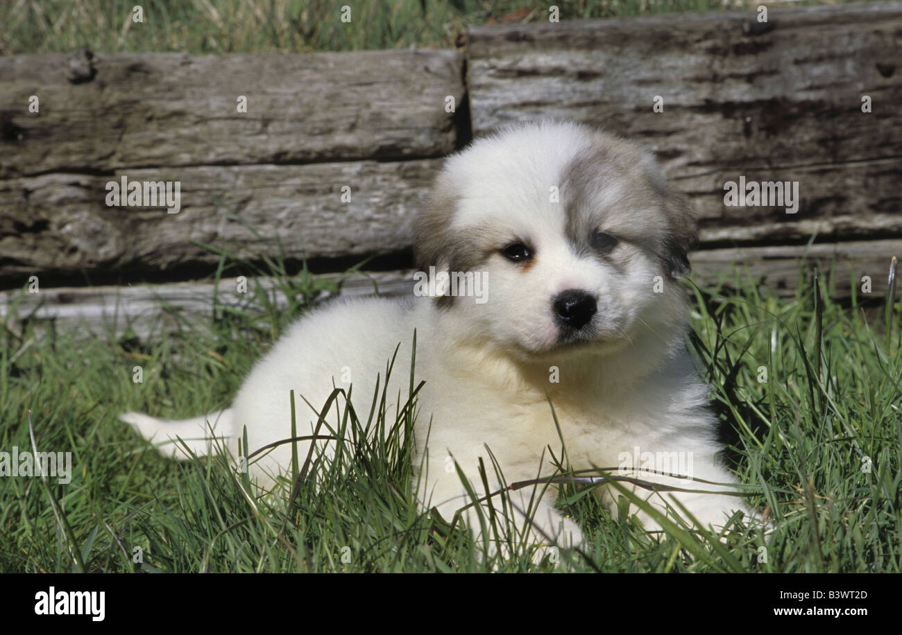 Great pyrenees puppy hi-res stock photography and images - Alamy