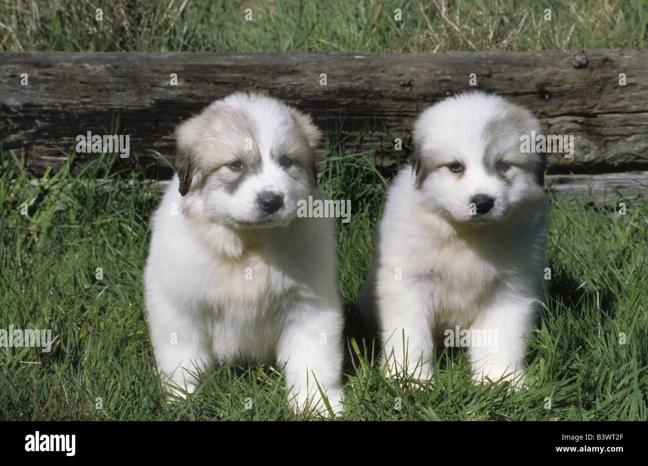 Two Great Pyrenees puppies sitting on grass Stock Photo - Alamy
