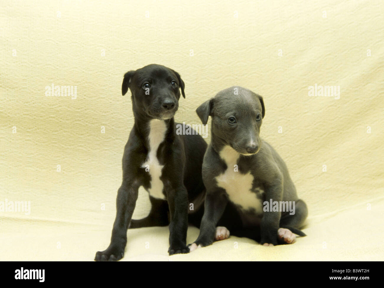 Two Greyhound puppies sitting on a couch Stock Photo - Alamy
