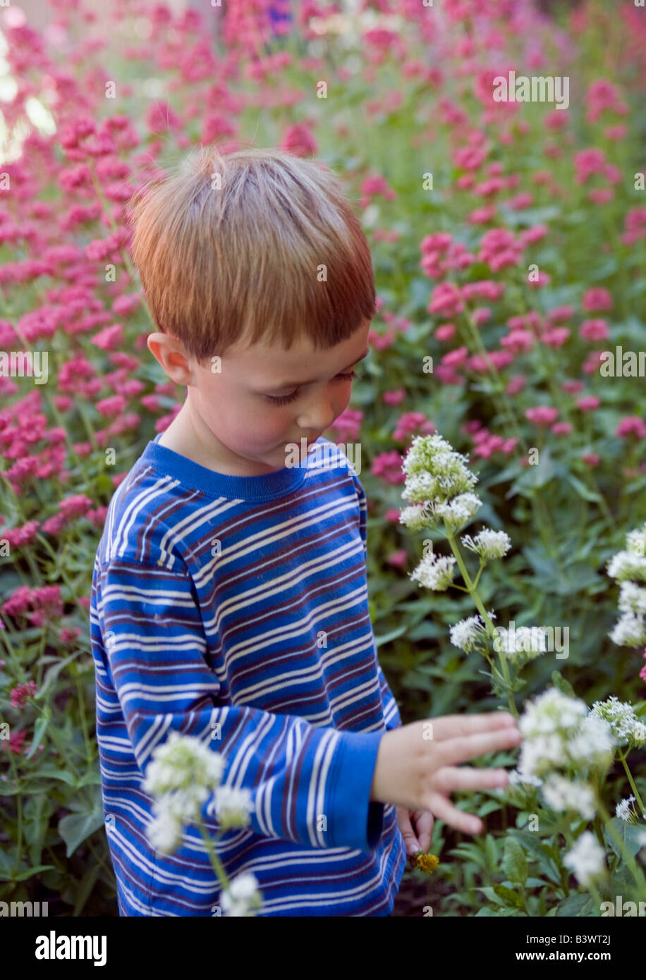 A young boy examines red and white flowers in the spring time Stock ...