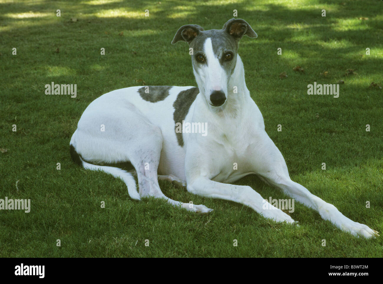 Greyhound sitting on grass Stock Photo - Alamy
