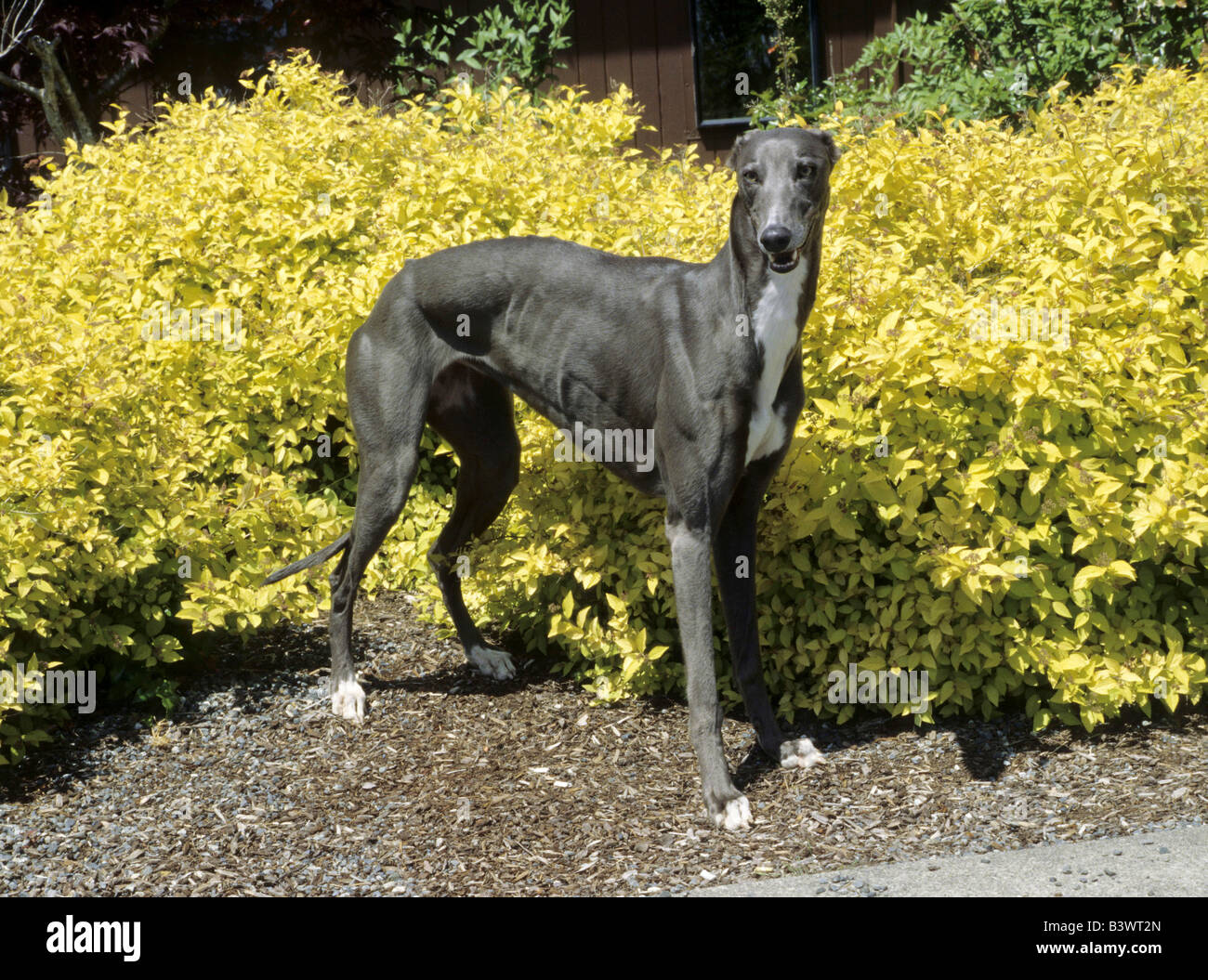 Greyhound standing in a lawn Stock Photo - Alamy