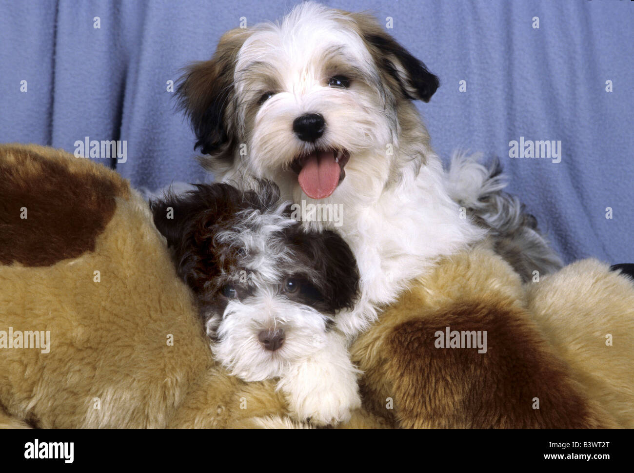 Two Havanese puppies leaning on a toy Stock Photo - Alamy