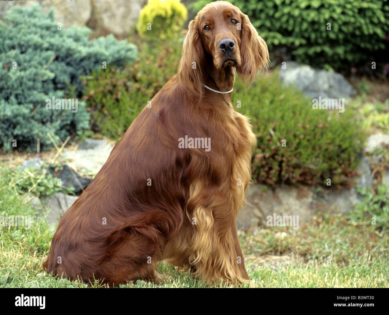 Irish Setter sitting on grass Stock Photo - Alamy