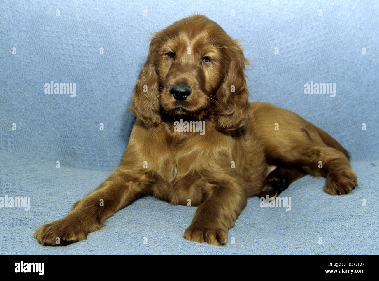 A irish setter hi-res stock photography and images - Alamy