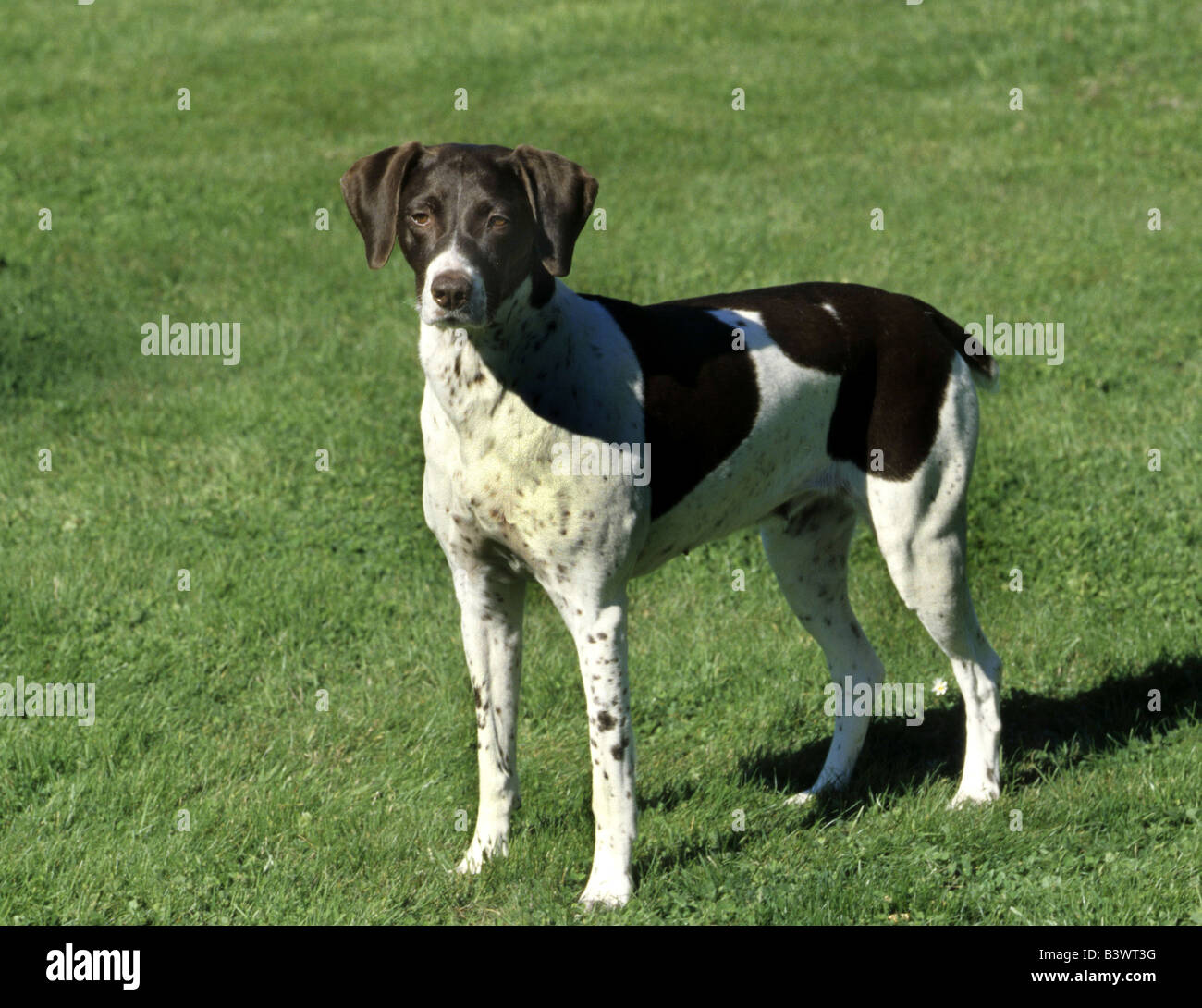 German Shorthaired Pointer standing in a field Stock Photo - Alamy
