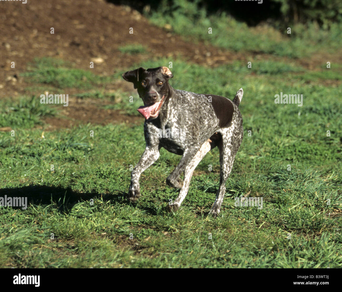 German Shorthaired Pointer with a toy in its mouth Stock Photo - Alamy