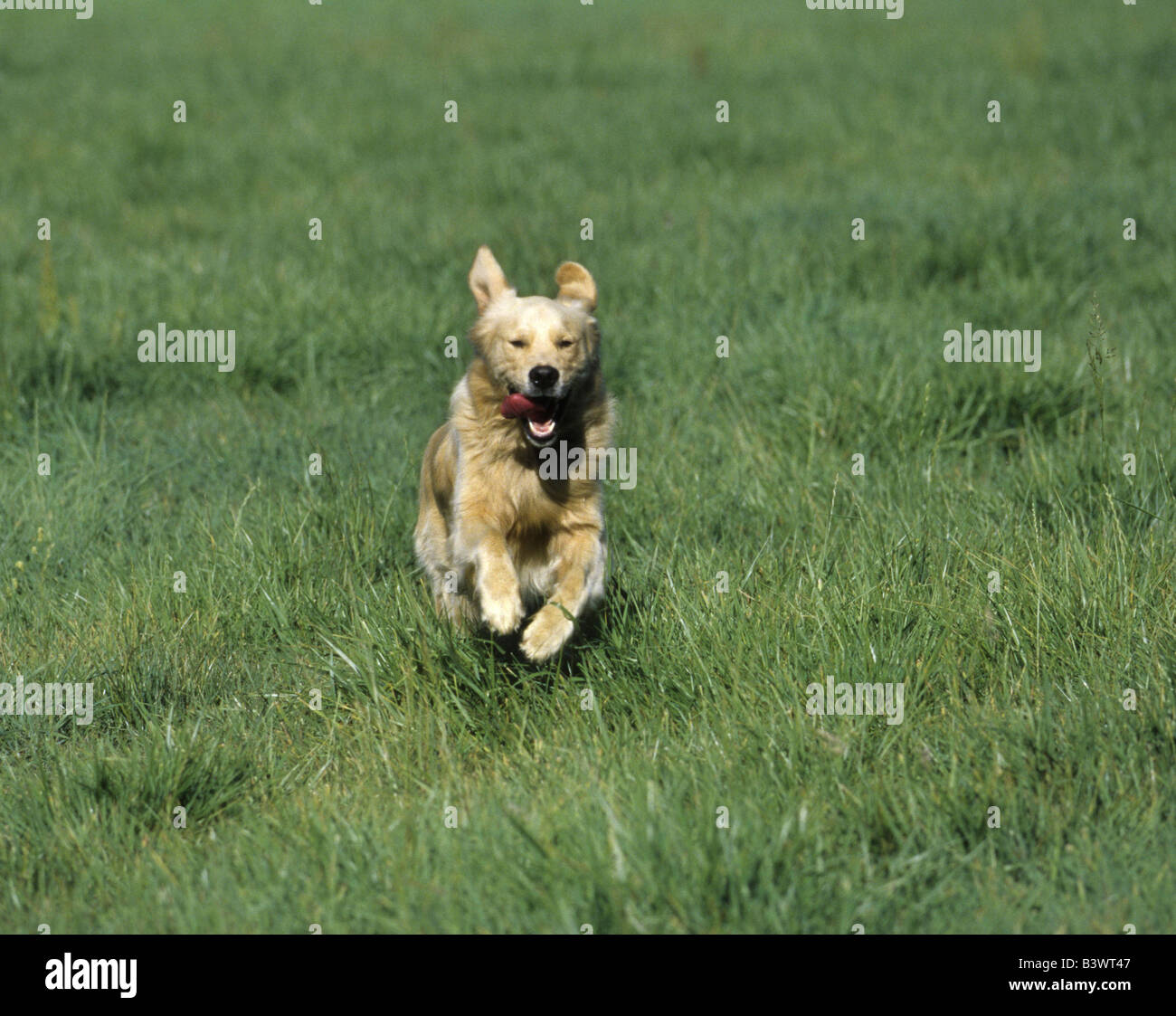 Golden Retriever puppy running in a field Stock Photo - Alamy