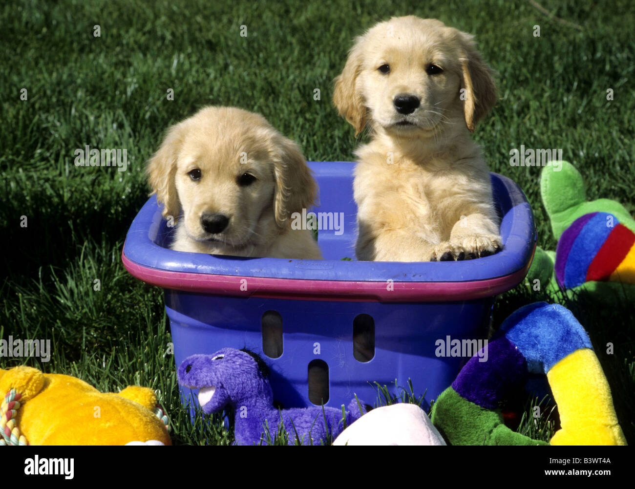 Two Golden Retriever puppies in a basket Stock Photo - Alamy