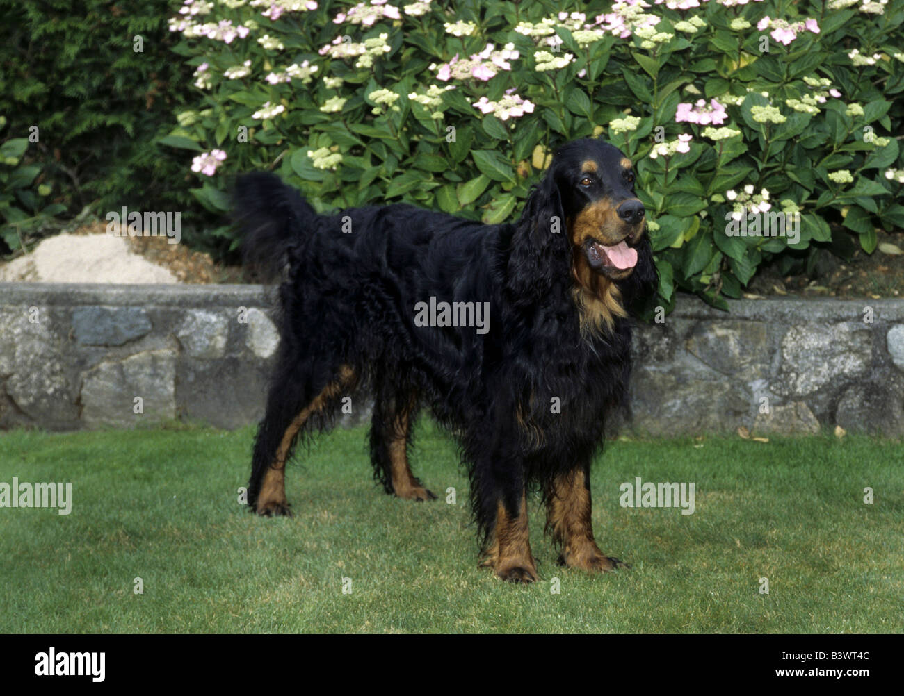Gordon Setter standing in a lawn Stock Photo - Alamy