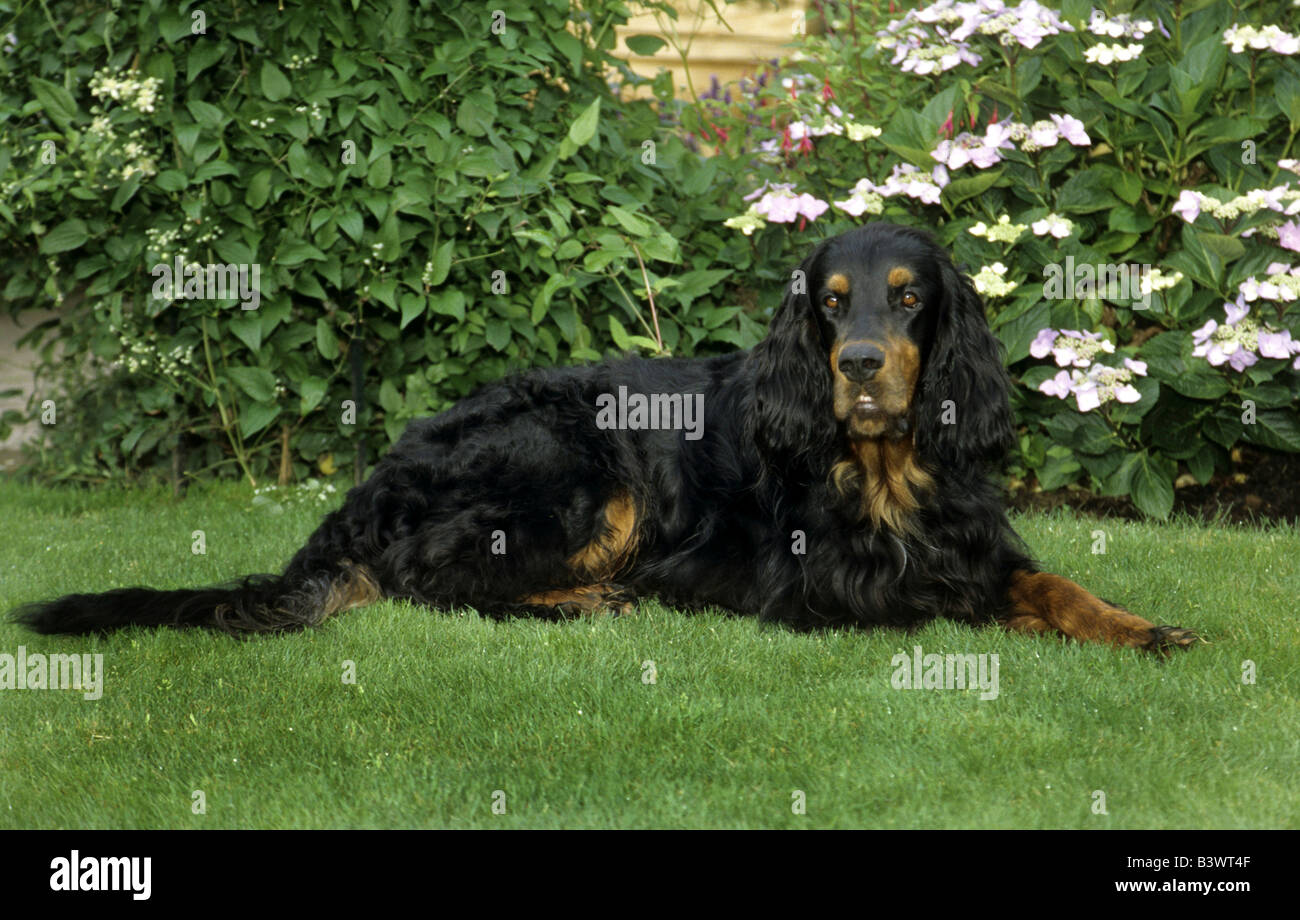 Gordon Setter sitting on grass Stock Photo - Alamy