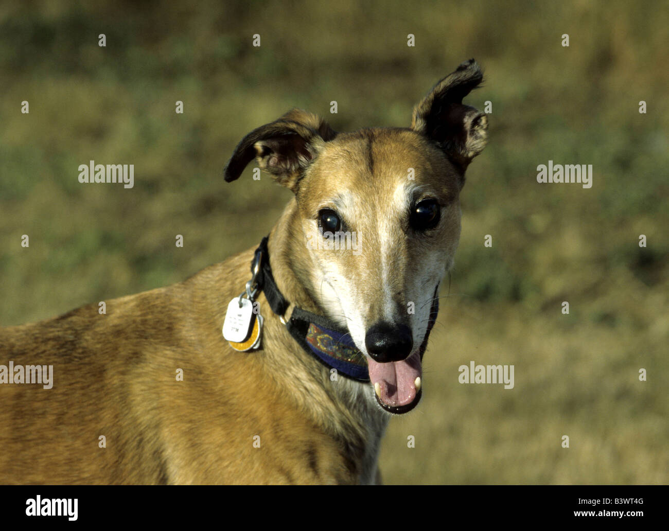 Close-up of a Greyhound Stock Photo - Alamy