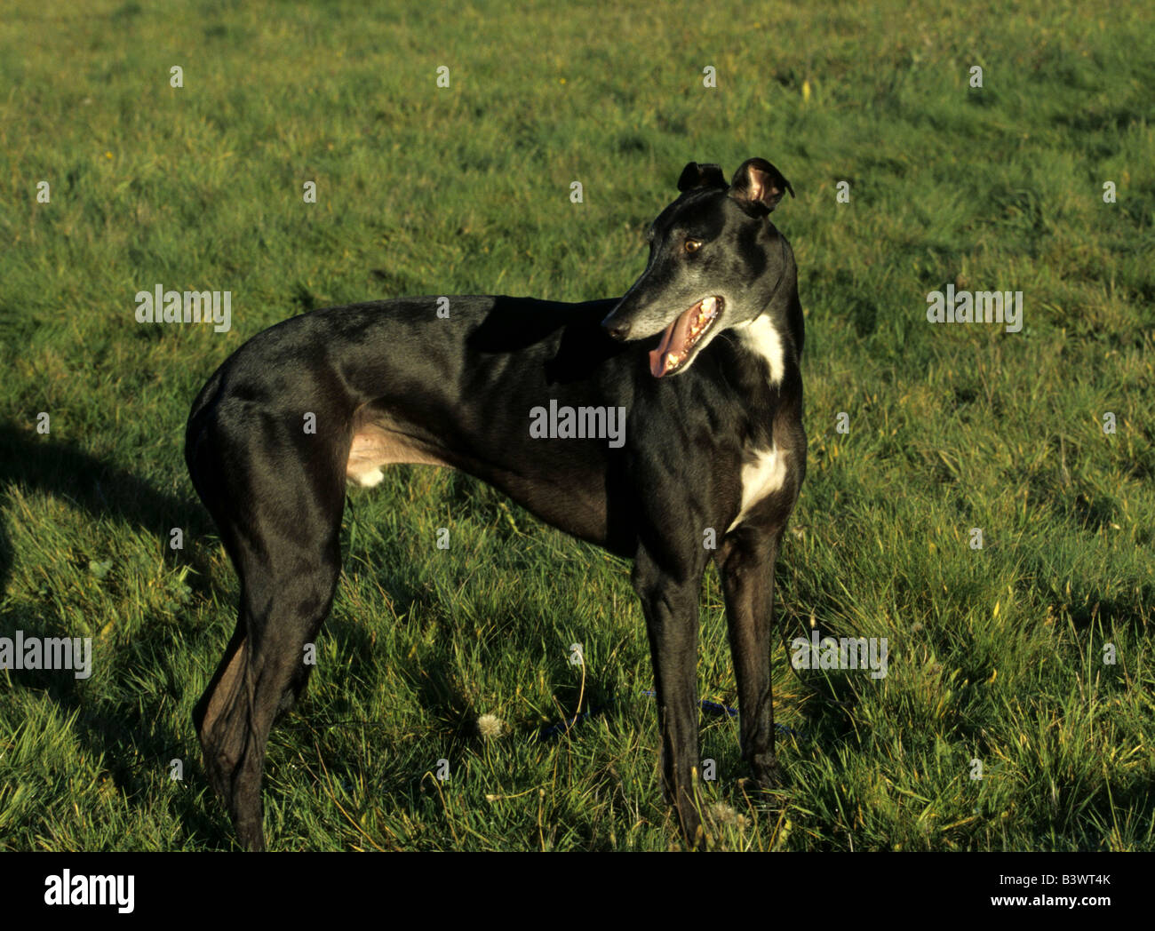 Greyhound standing in a field Stock Photo - Alamy