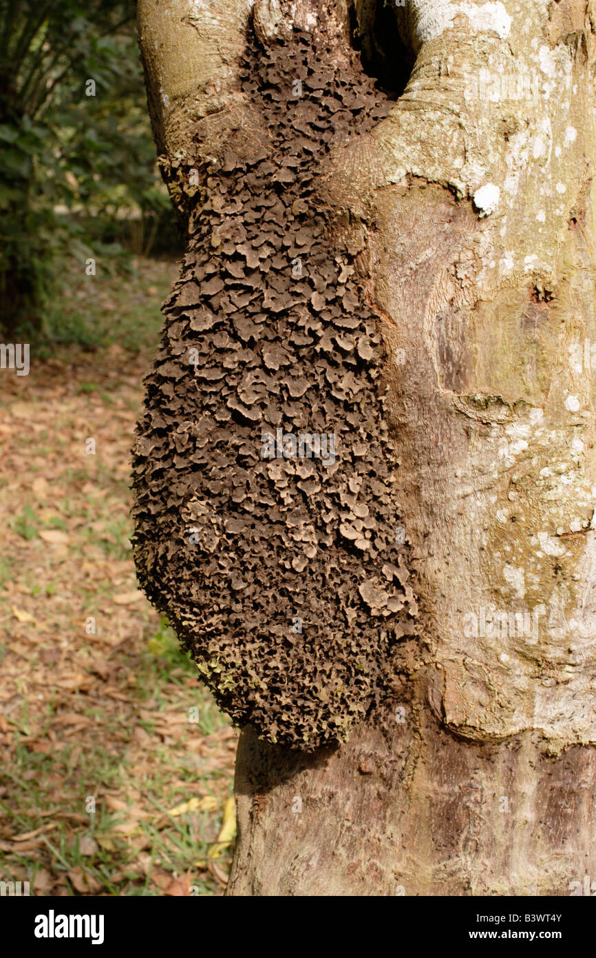 Carton nest of ant Crematogaster clariventris Formicidae on a tree in ...