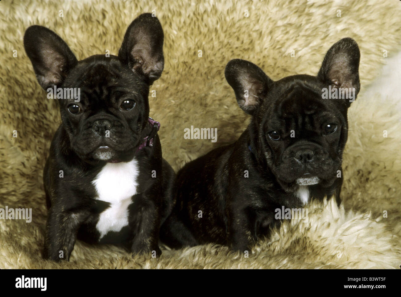 Two bulldogs together hi-res stock photography and images - Alamy