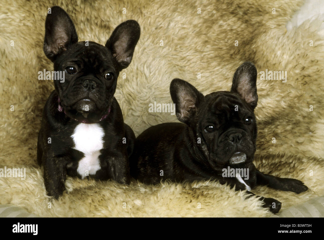 Two French bulldogs sitting together Stock Photo - Alamy