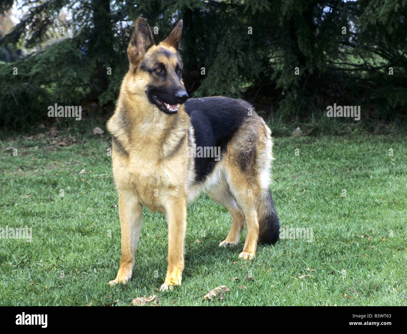 German Shepherd standing in a field Stock Photo - Alamy