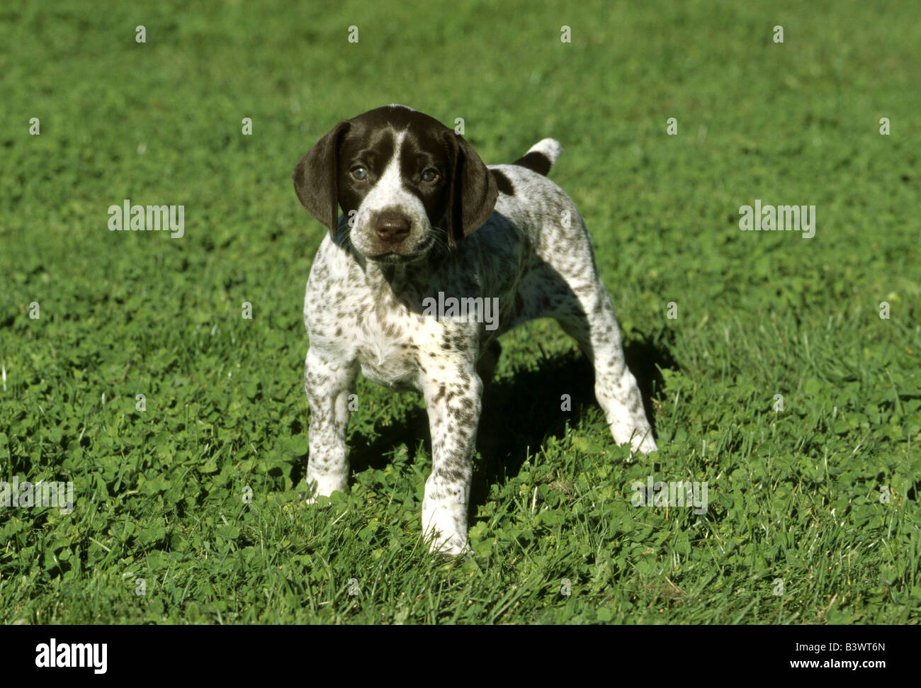 German Shorthaired Pointer puppy standing in a field Stock Photo - Alamy