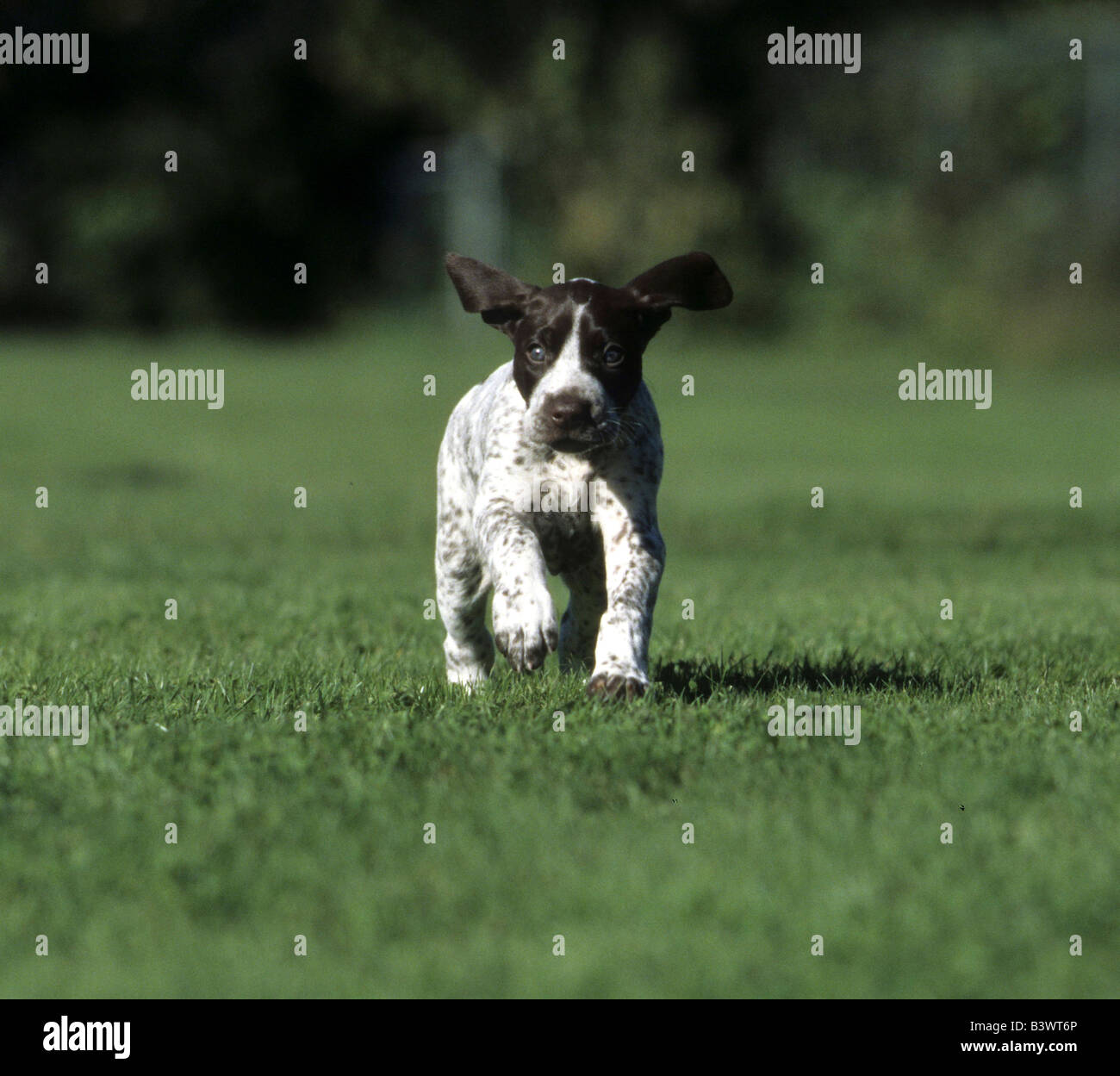 German Shorthaired Pointer puppy running in a field Stock Photo - Alamy