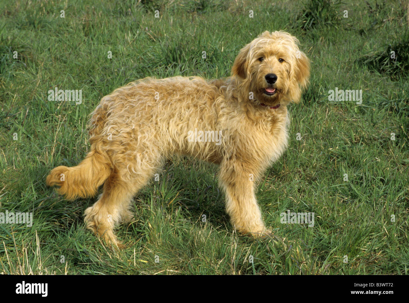 Goldendoodle standing in a field Stock Photo - Alamy