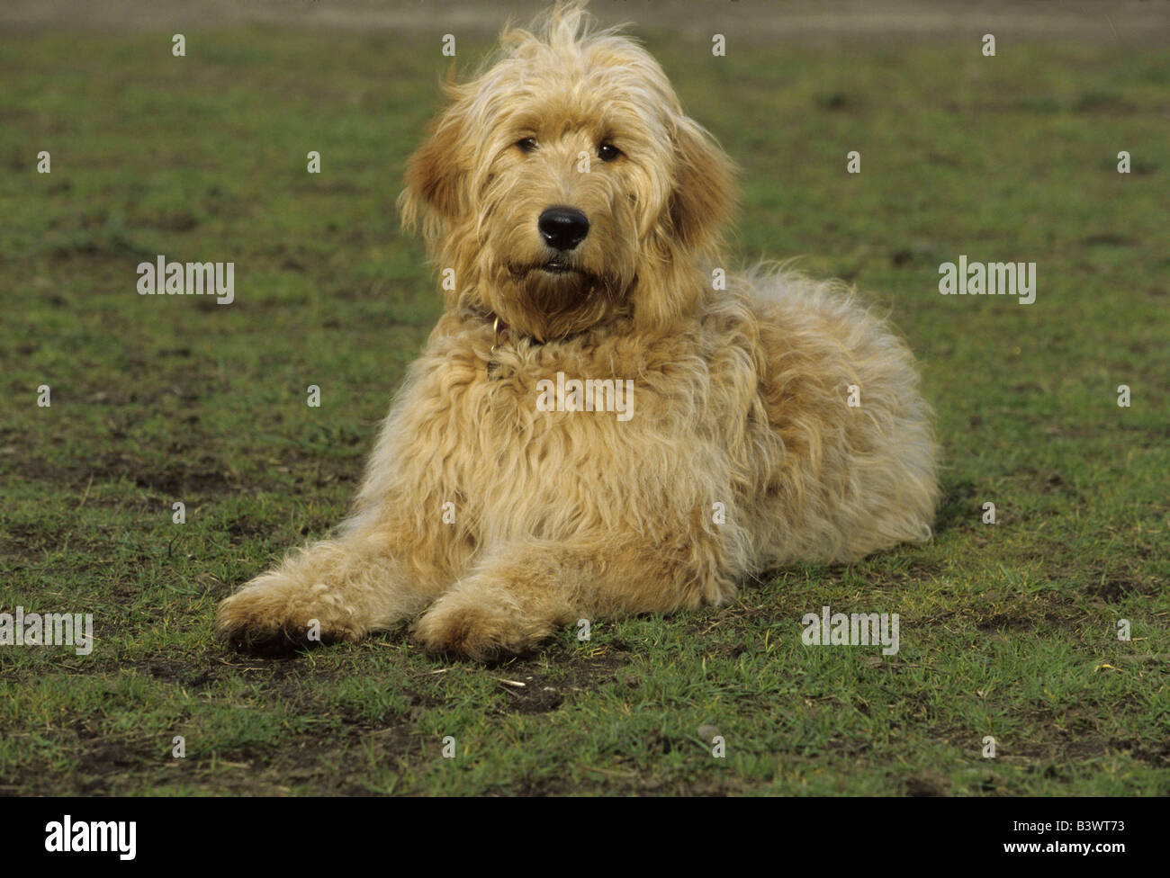 Goldendoodle sitting on grass Stock Photo - Alamy