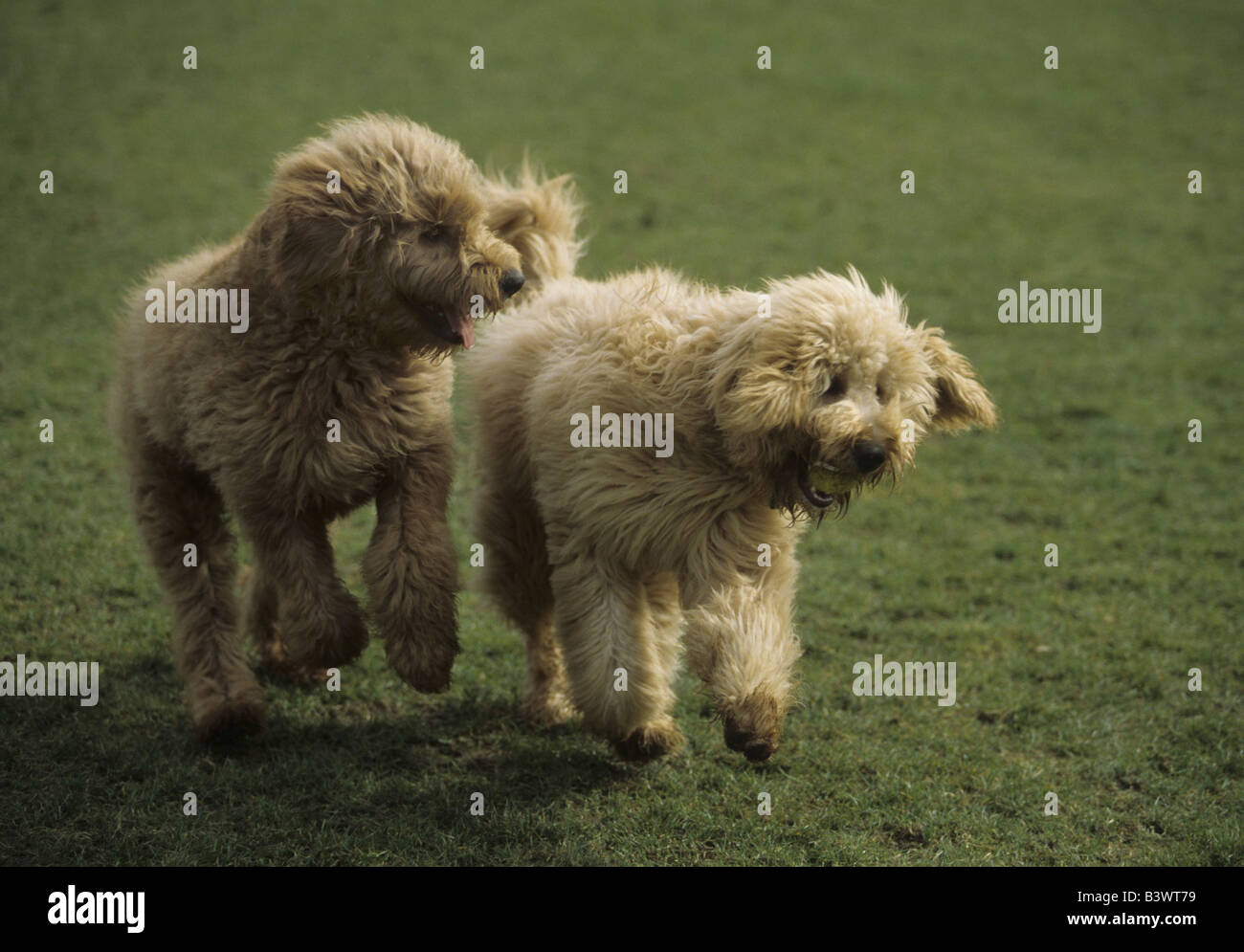 Two Goldendoodles in a field Stock Photo - Alamy