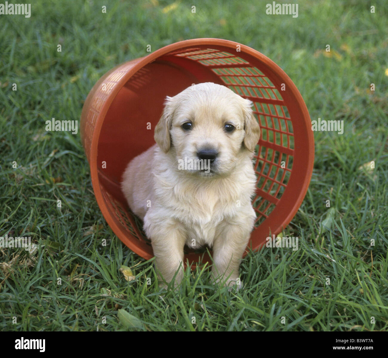 Golden Retriever puppy in a basket Stock Photo - Alamy