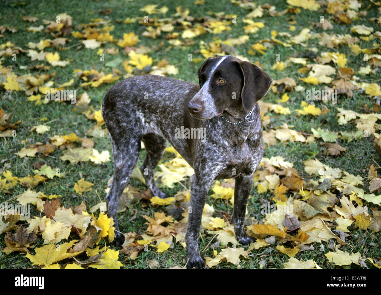 German Shorthaired Pointer standing in a field Stock Photo - Alamy