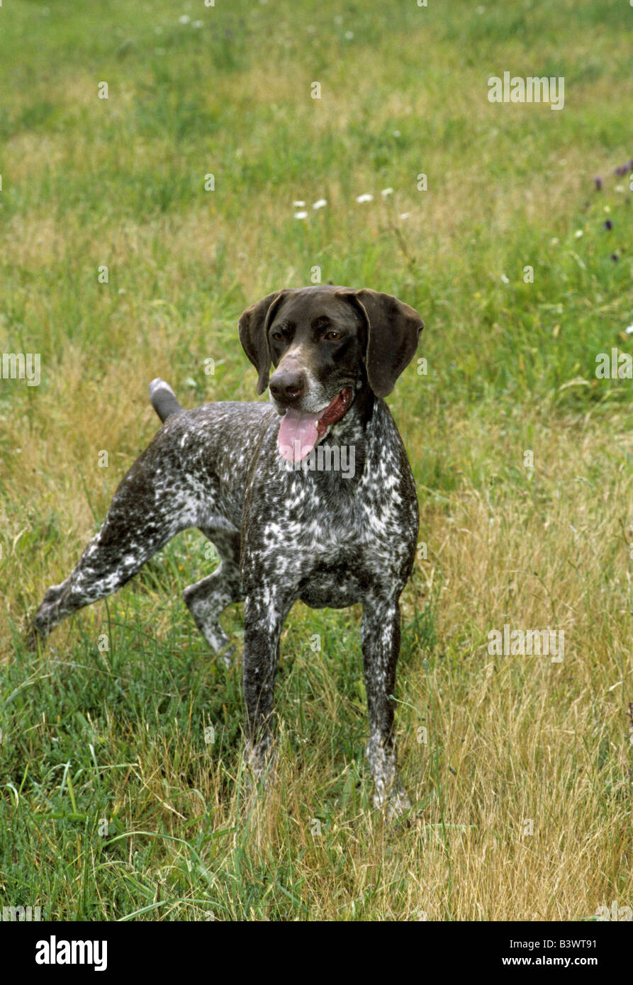 German Shorthaired Pointer standing in a field Stock Photo - Alamy