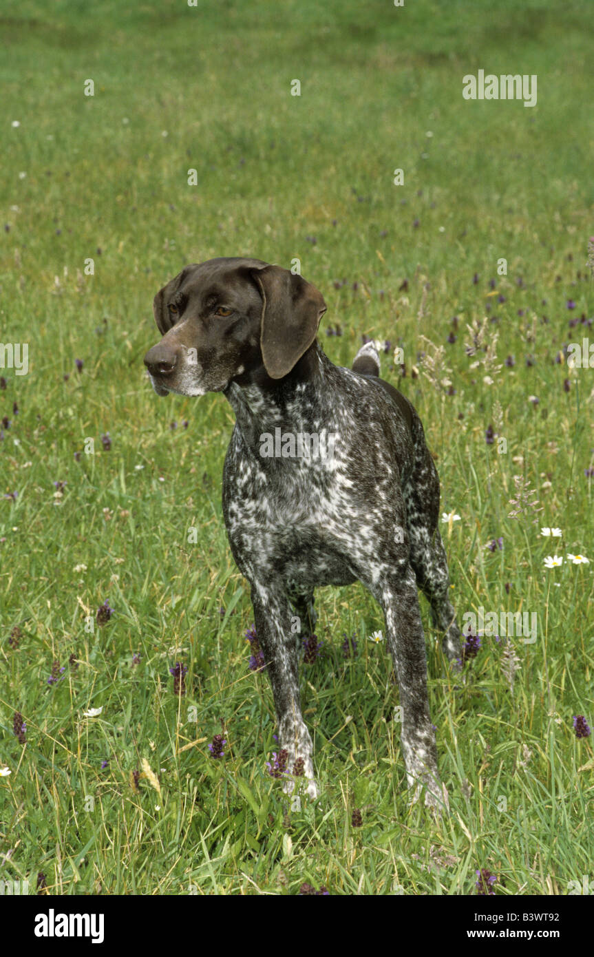 German Shorthaired Pointer standing in a field Stock Photo - Alamy