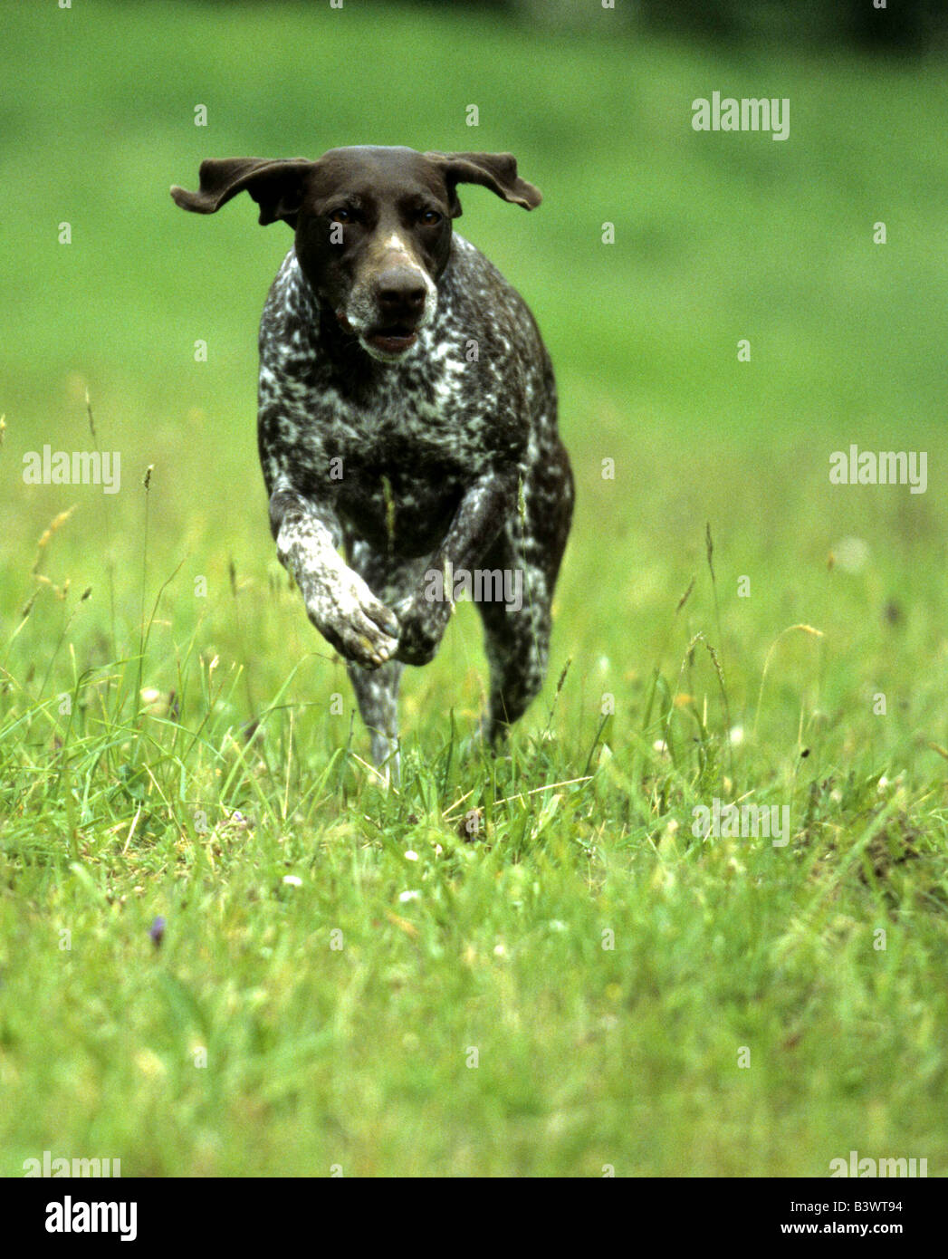 German Shorthaired Pointer running in a field Stock Photo - Alamy