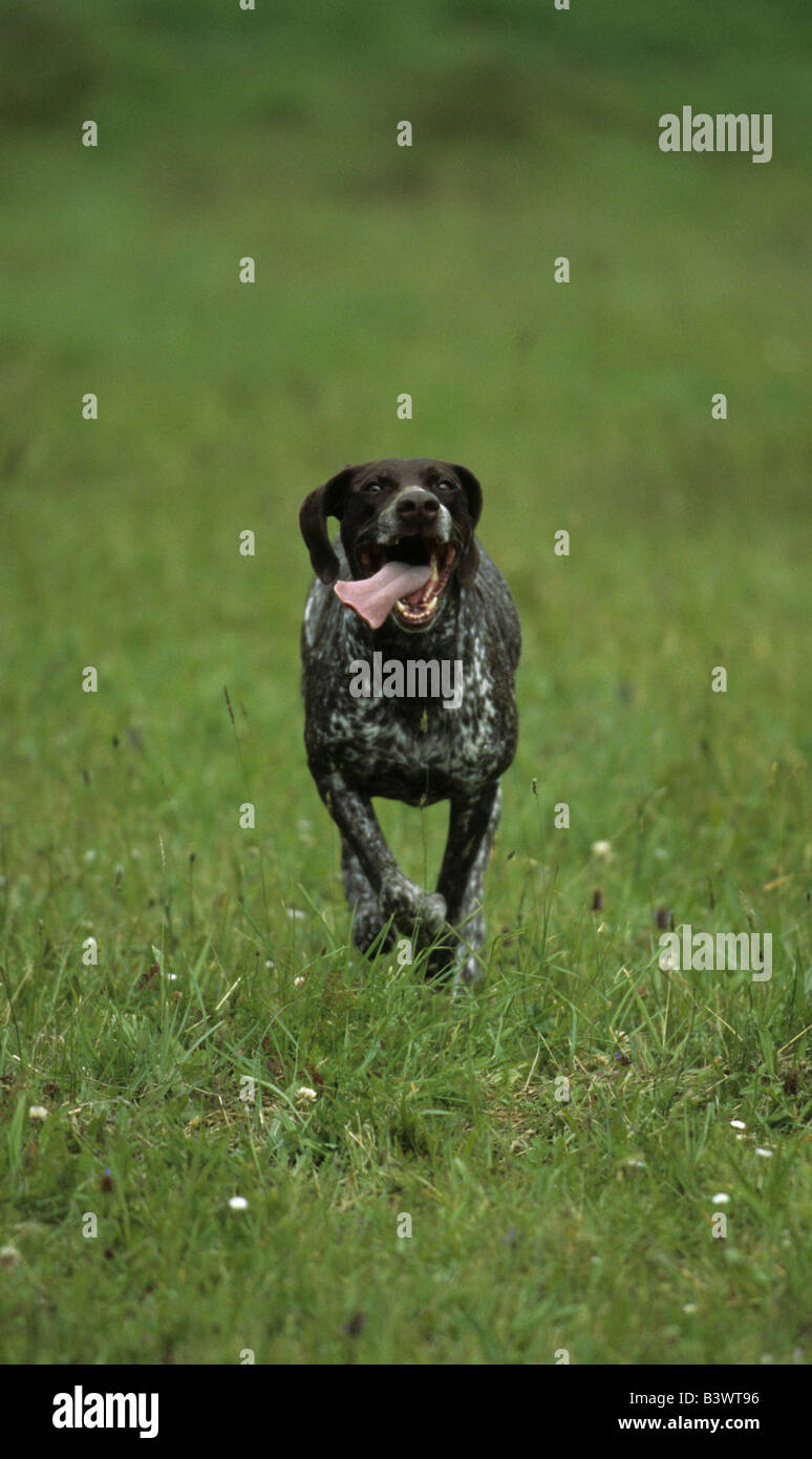 German Shorthaired Pointer running in a field Stock Photo - Alamy