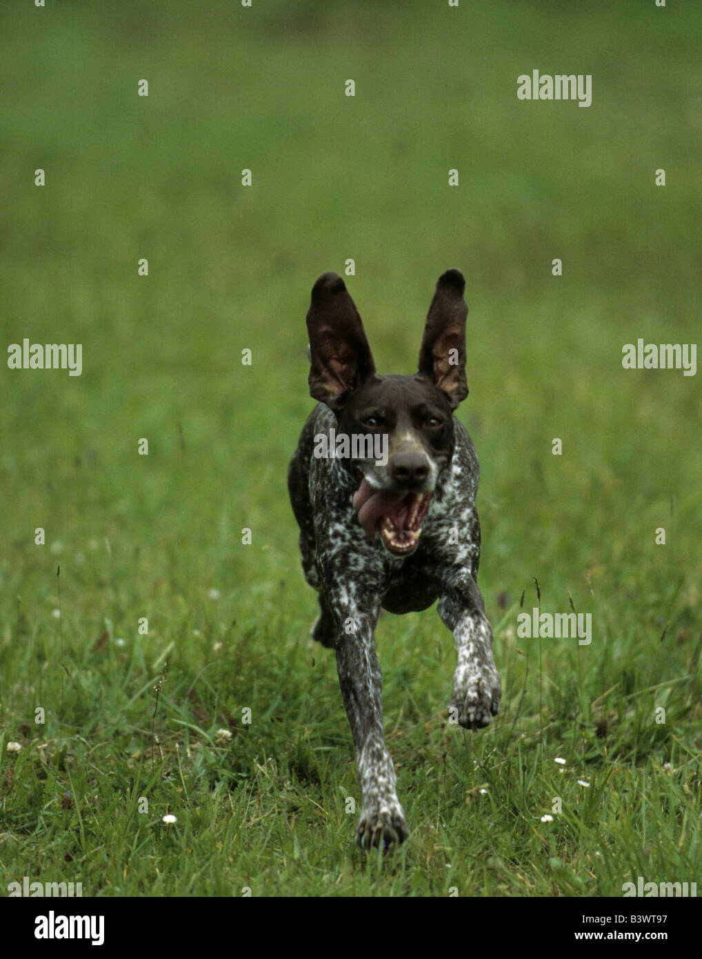 German Shorthaired Pointer running in a field Stock Photo - Alamy