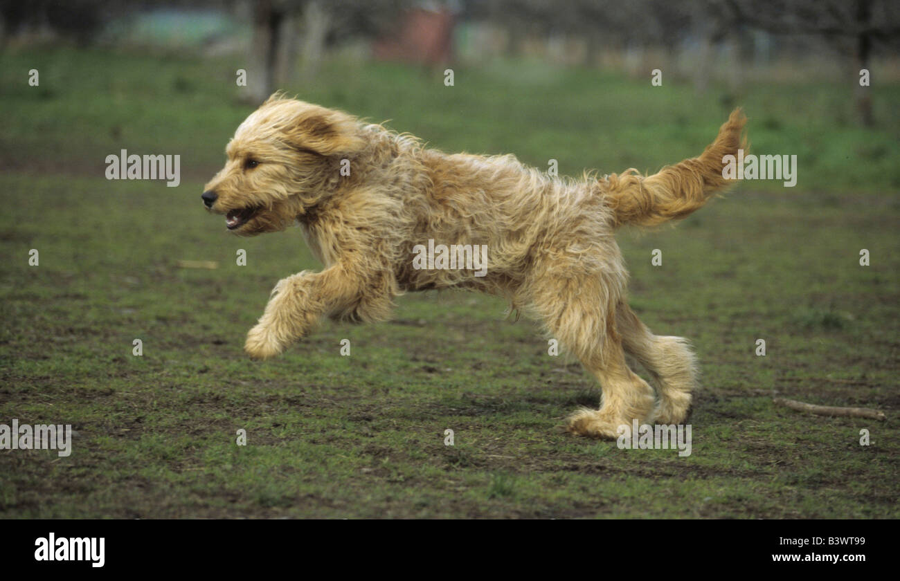 Goldendoodle running in a field Stock Photo - Alamy