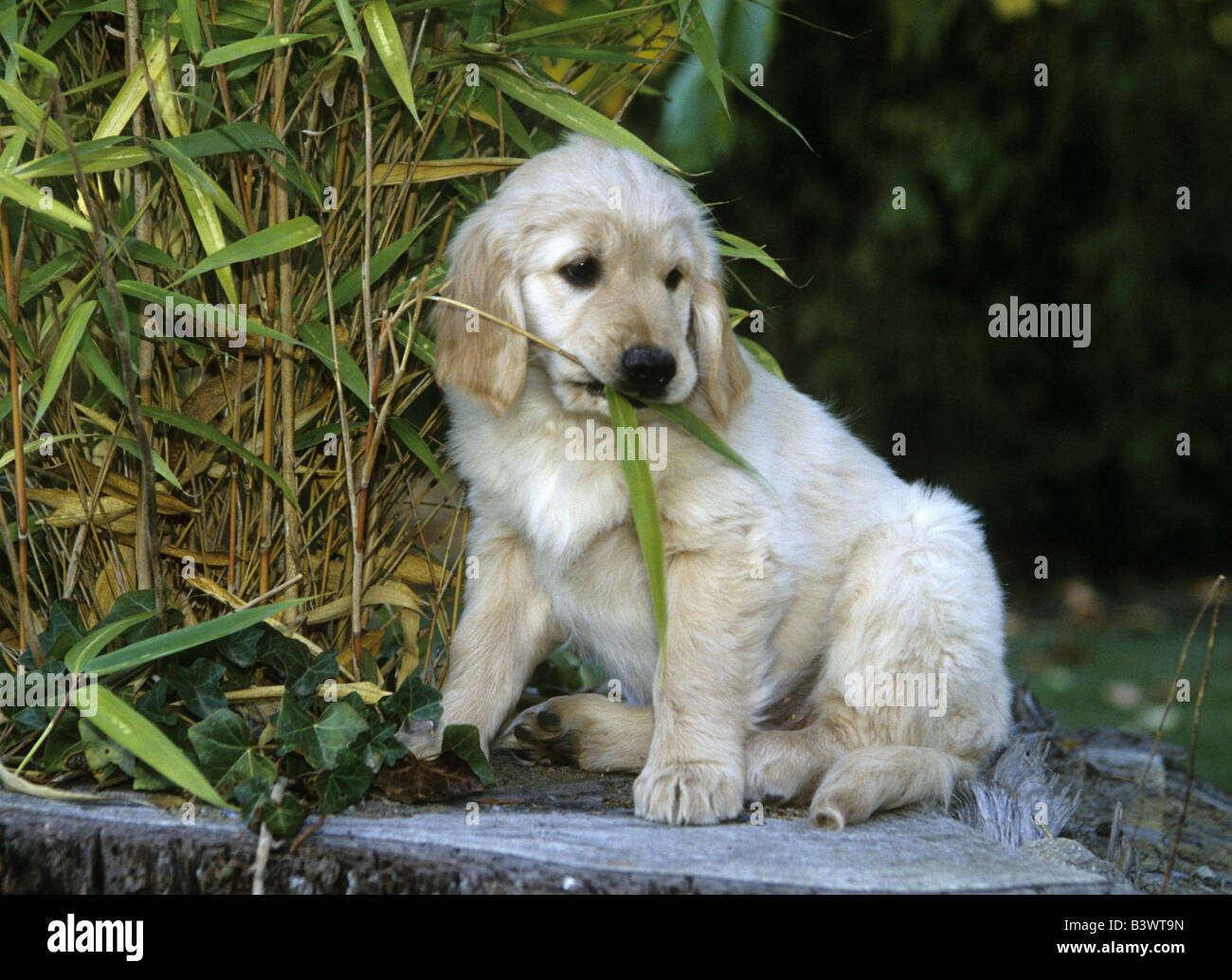 Golden Retriever puppy sitting on a tree stump Stock Photo - Alamy