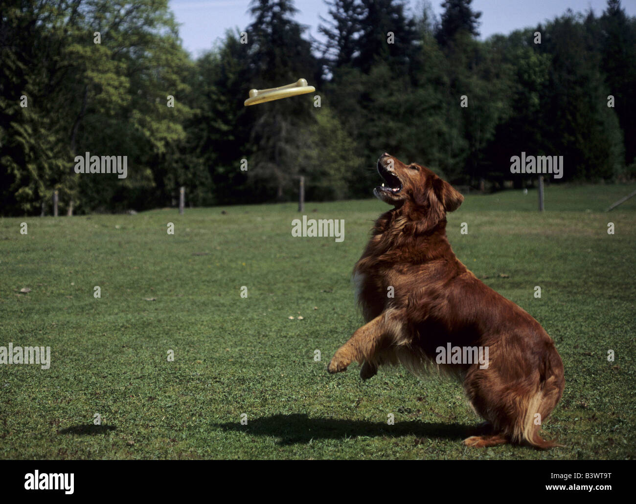 Golden Retriever catching a plastic disc Stock Photo - Alamy
