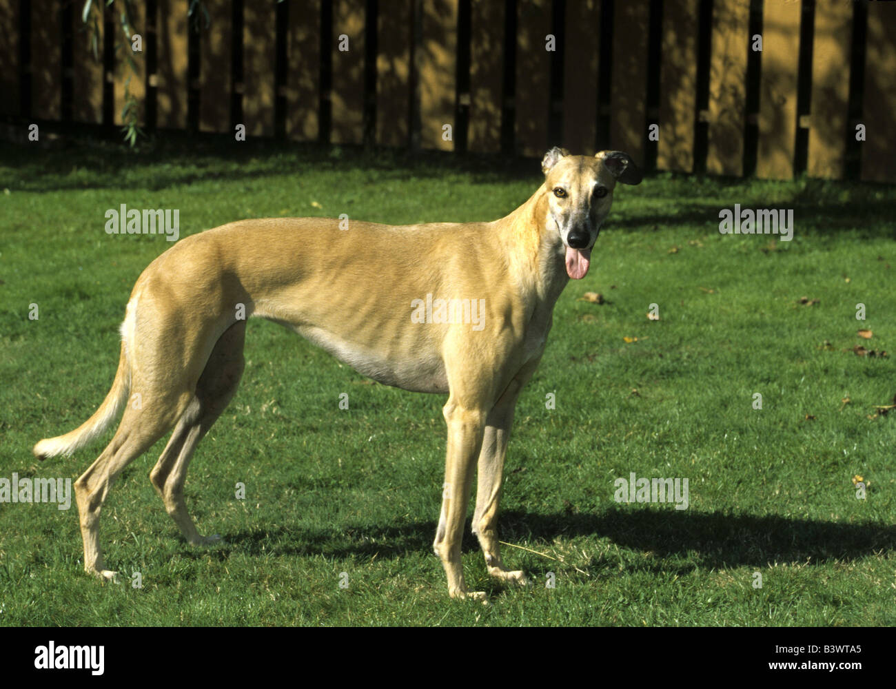 Greyhound standing in a field Stock Photo - Alamy