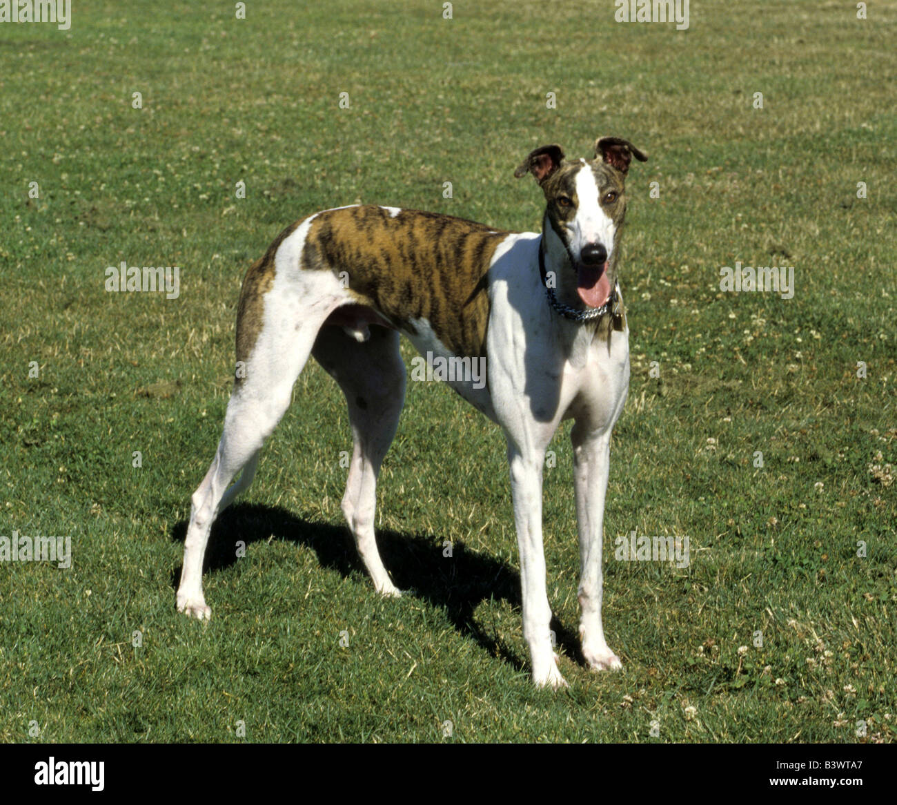Greyhound dog in sunlight hi-res stock photography and images - Alamy